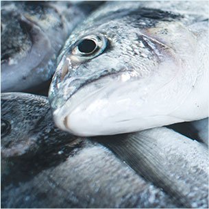 Fish | Explore Solutions for Transporting Fish from PPS